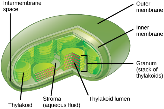 Draw The Structure Of Chloroplast And Label The Parts Draw The Structure Of Chloroplast And Label The Parts