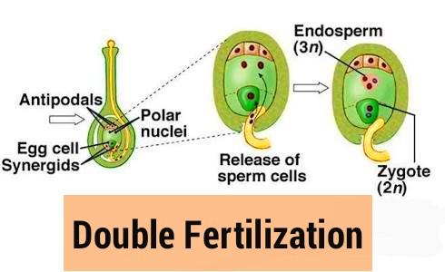 Double fertilization and triple fusion are characteristics class 11 ...