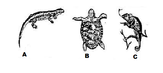 Identify the following animals and the classes to which they belong. \n ...