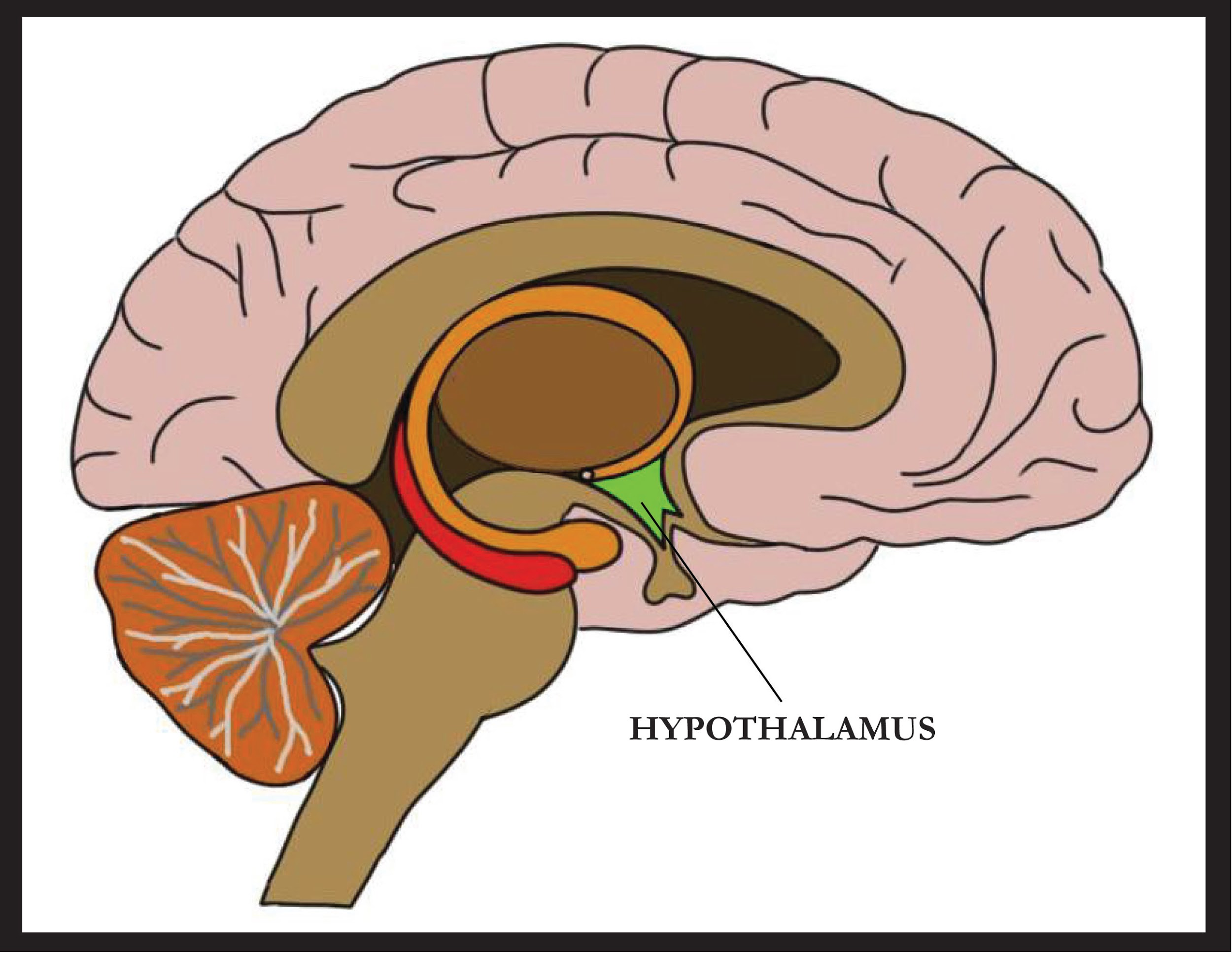 Which Center Is Stimulated During An Increase In Body Temperature A Which Center Is Stimulated During An Increase In Body Temperature A