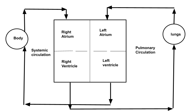 Schematic Flow Chart Representing Double Circulation Of Blood In Human