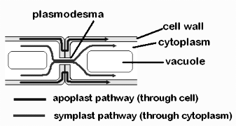 What are apoplast and symplast?