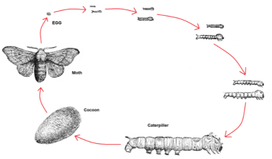 Once silkworms produce cocoons, they are immediately transferred to ...