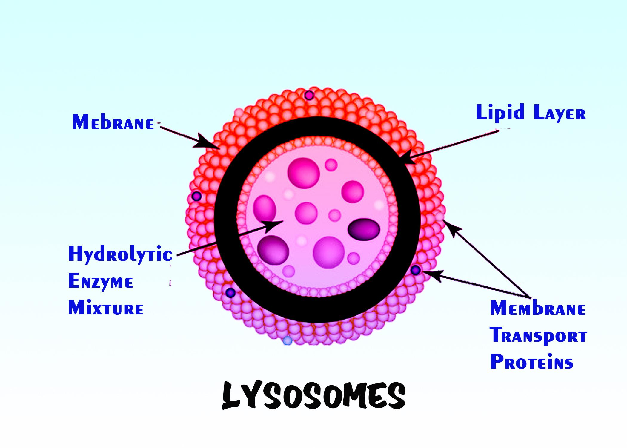 Lysosomes Are Practically Present In All Cells Except A WBC B RBC C Lysosomes Are Practically Present In All Cells Except A WBC B RBC C