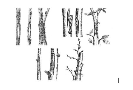 Explain grafting method.