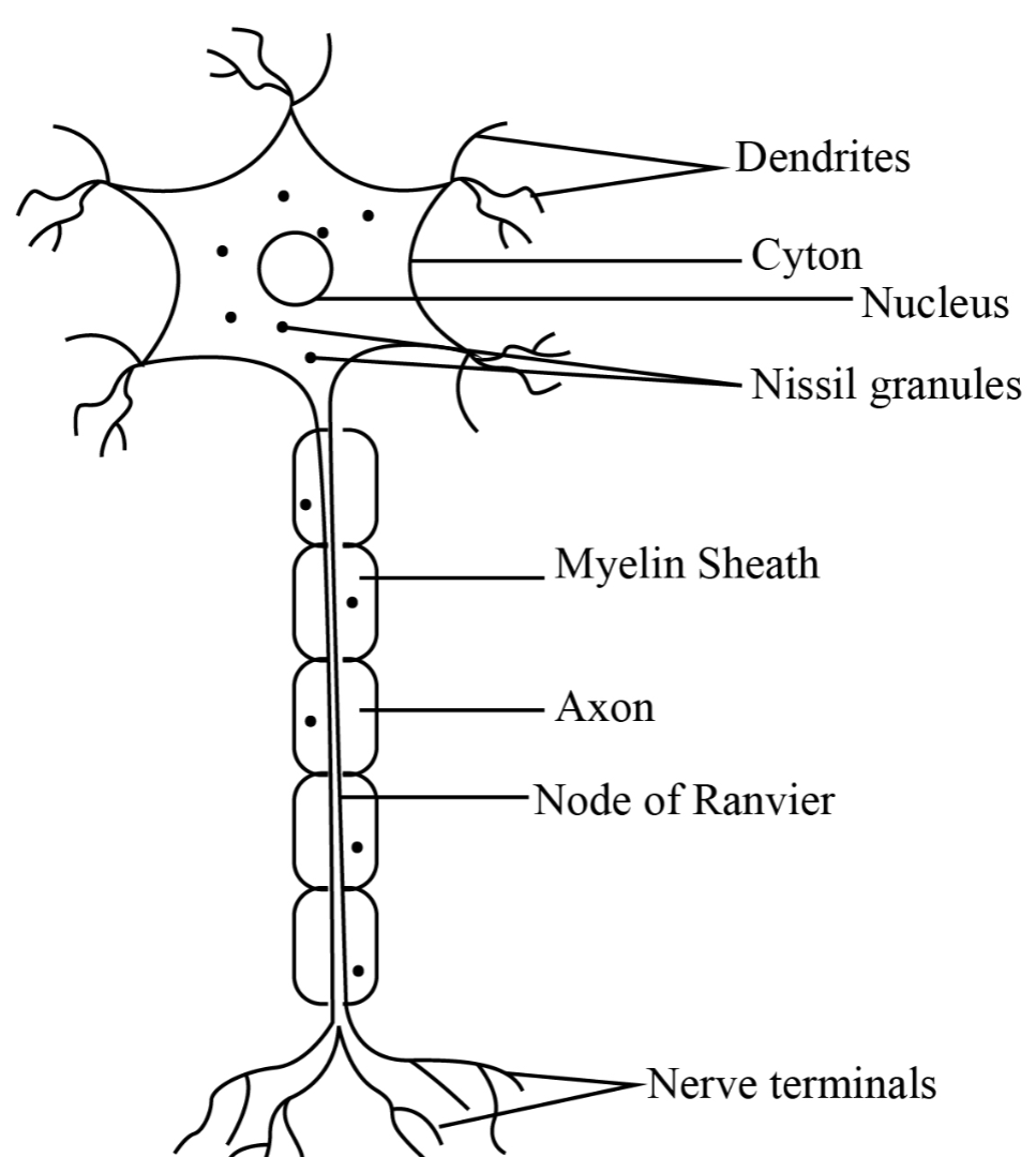 Human Nerve Cell