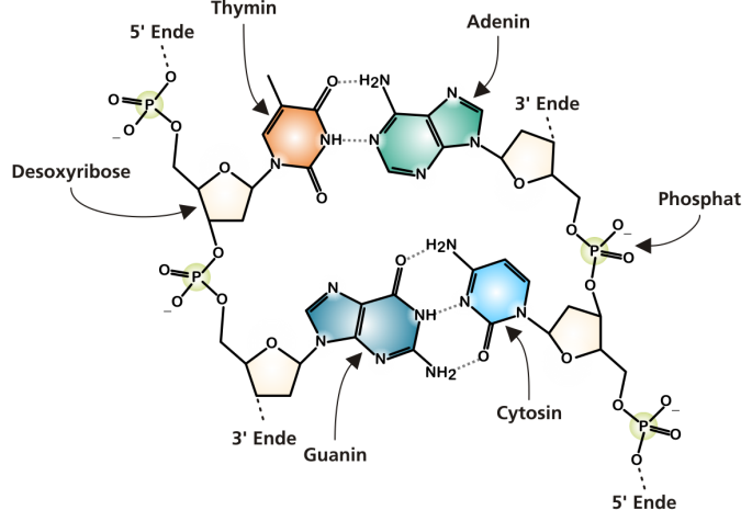 What is the length of human DNA containing \\[6.6X{10^9}\\] bp nitrogen ...