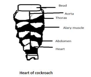 With the help of a neat labelled diagram, explain the circulatory ...