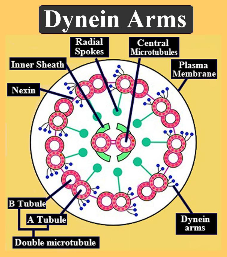 Number Of Dynein Arms Is a Four Attached To Subfiber B b Two Number Of Dynein Arms Is a Four Attached To Subfiber B b Two