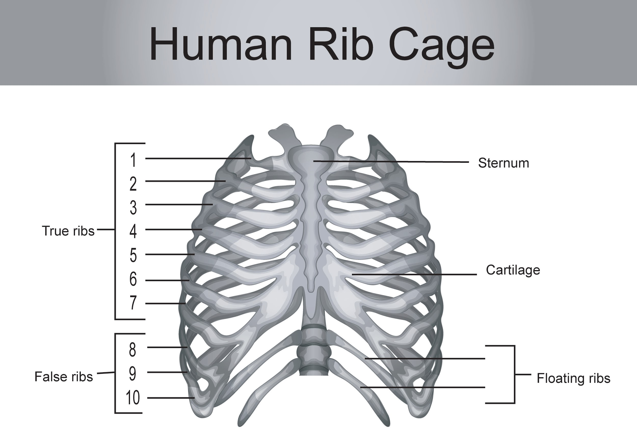 How Many Ribs Does The Human Body Have What Are False Ribs How Many Ribs Does The Human Body Have What Are False Ribs