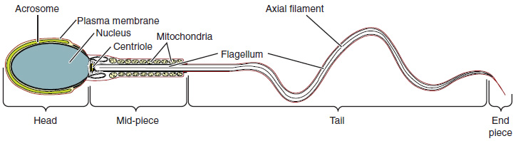 Explain The Structure Of Sperm Explain The Structure Of Sperm