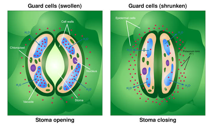 When would the stomata be open?