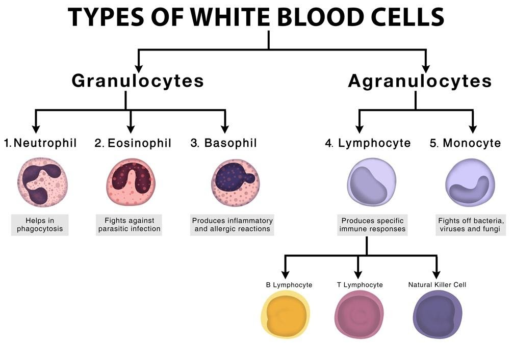 Blood Cells Involved In Inflammatory Reactions Are 