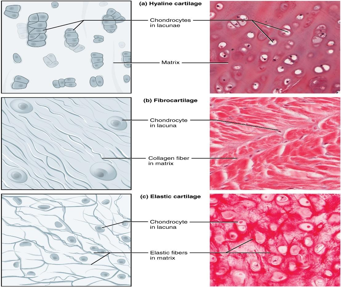 Cartilage Types