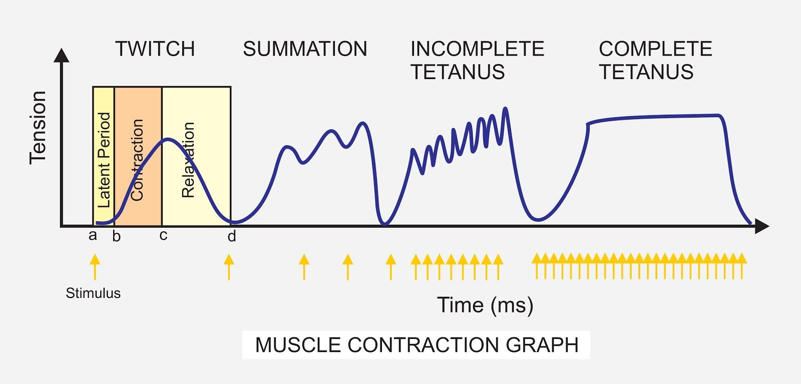 Lack Of Relaxation Between Successive Stimuli In Sustained Muscle Lack Of Relaxation Between Successive Stimuli In Sustained Muscle