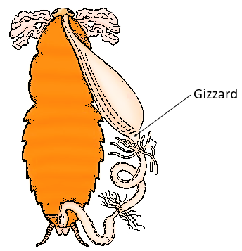 In cockroaches, food is crushed in which part of the body?A) CropB ...