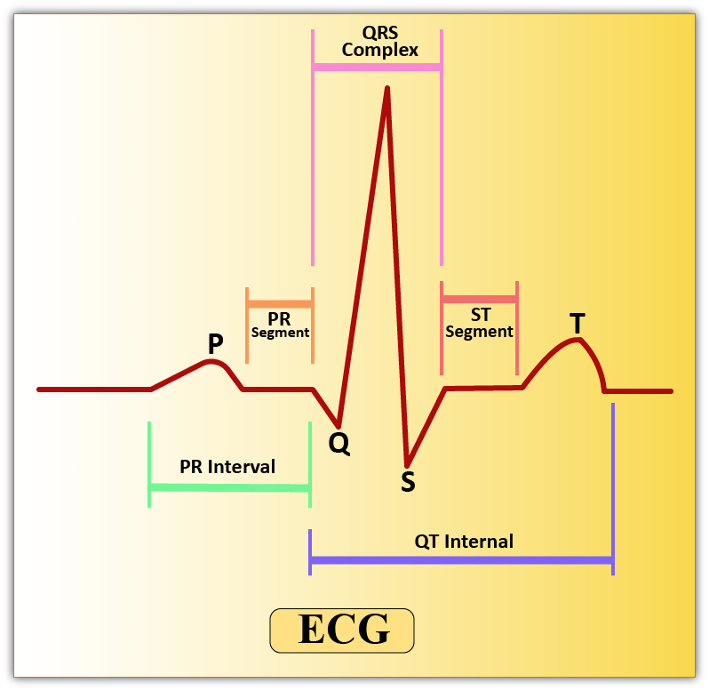In ECG Deflection Waves Ventricular Systole Occurs During a PQ b PQR In ECG Deflection Waves Ventricular Systole Occurs During a PQ b PQR