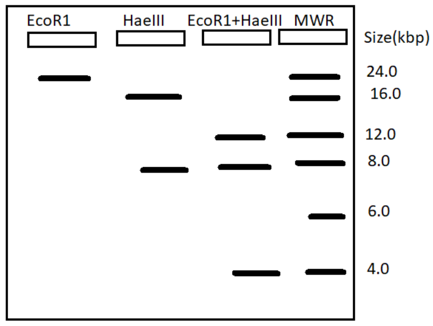 In bacterial transformation, a scientist uses restriction enzymes EcoRI ...
