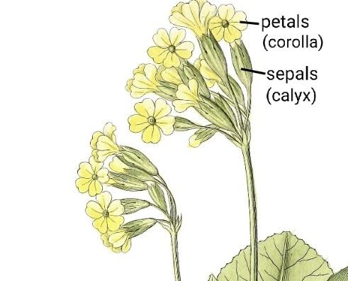 Write difference between Calyx and Corolla?
