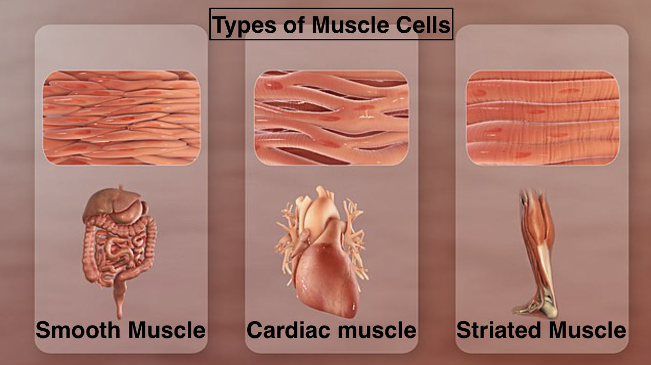 Skeletal Muscle In Hindi Skeletal Muscle In Hindi