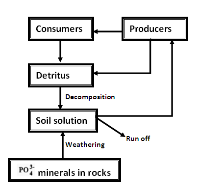 Study the given flow chart and select the correct statements regarding ...