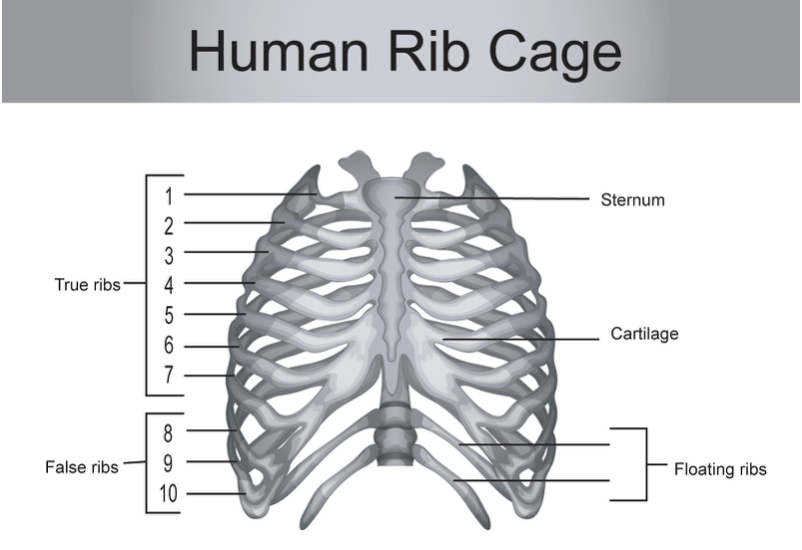 True Ribs Anatomy