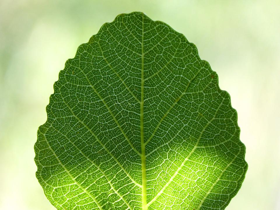 How many types of leaf venation are there?