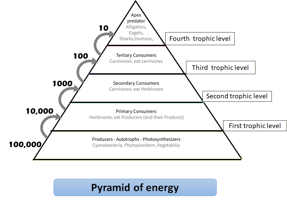 Energy Pyramid Human