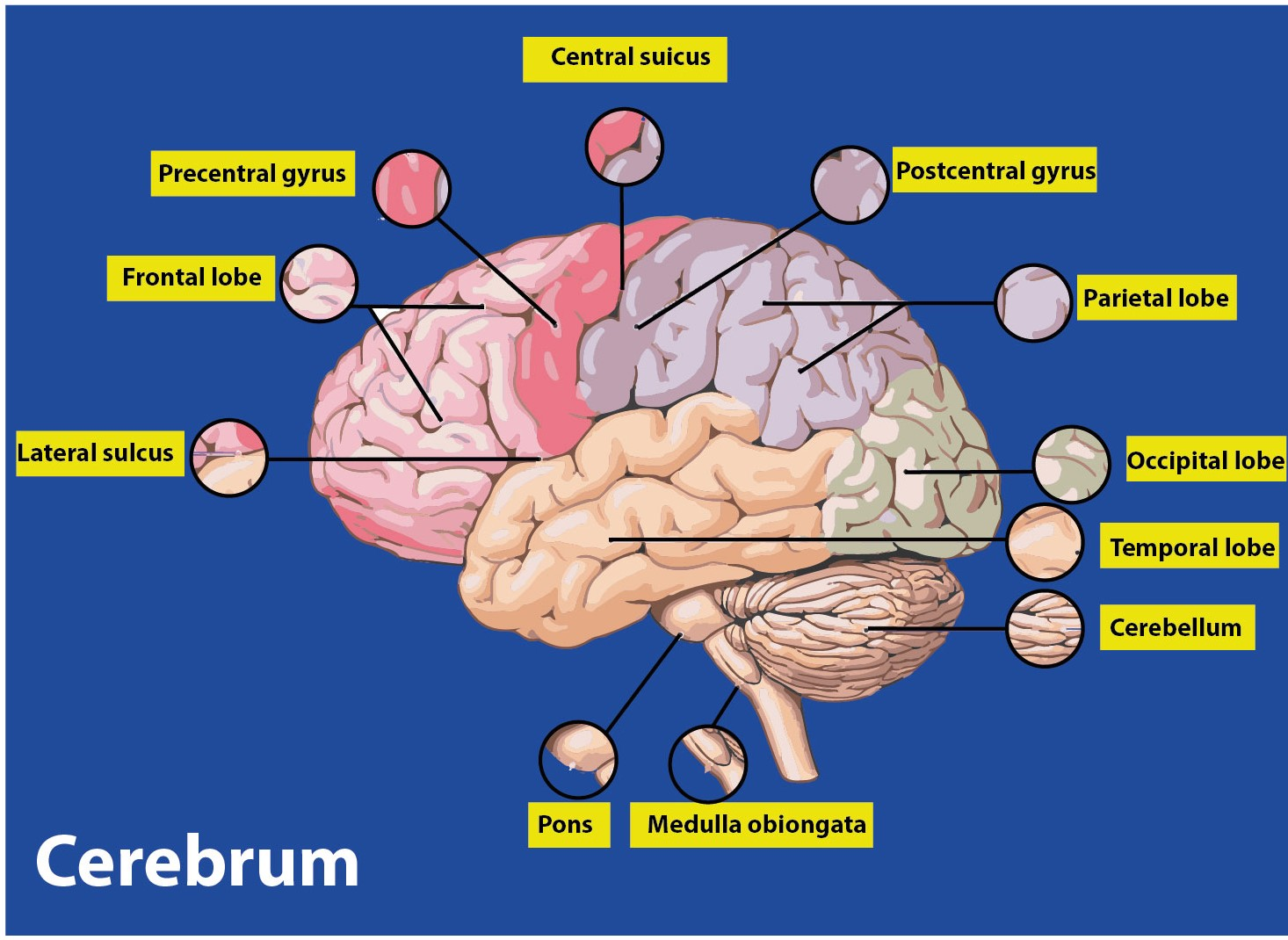 Anatomi Cerebellum Anatomi Cerebellum