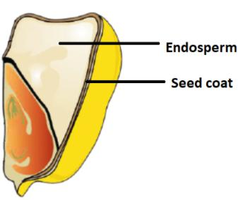 Draw the given diagram of paddy seed and label any two parts.