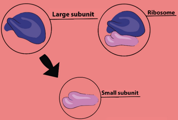 Are ribosomes membrane-bound?