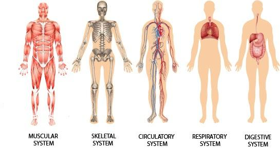 What Are The Five Major Organ Systems In The Human Body 