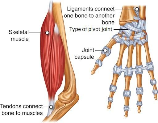 Which one is the example of a pivot joint A Ankle joint class 12 ...