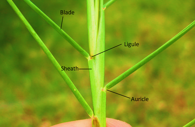 Presence Of Sheathing Leaf Base And Ligule Are Characteristics Class 11 