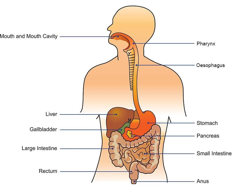 What Is The Gut In The Human Body 