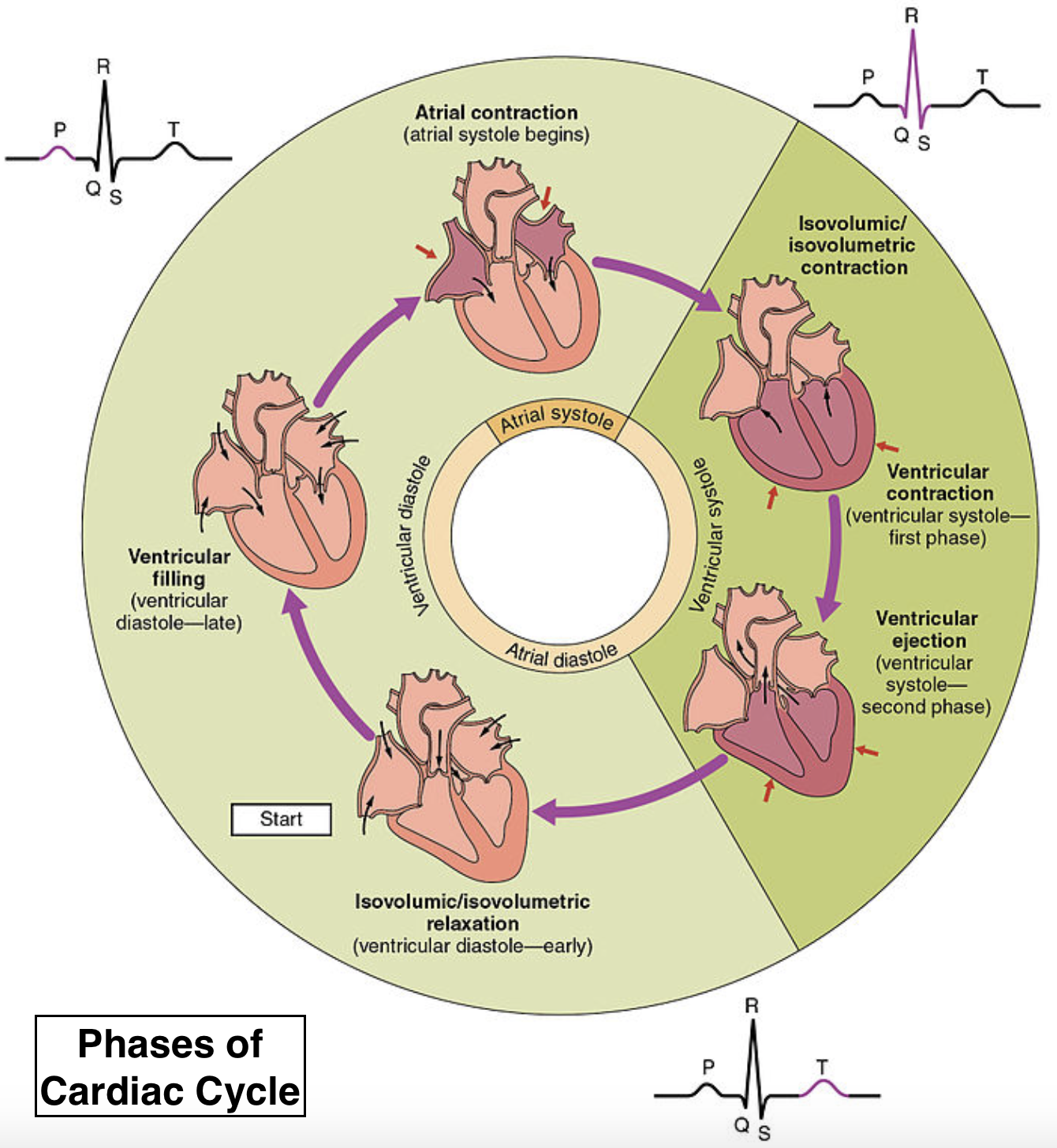 Define The Cardiac Cycle Describe Various Events Of The Cardiac Cycle 