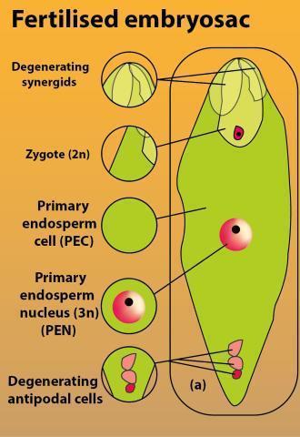 Genetic fertilization involves fertilization of male gamete with(a ...