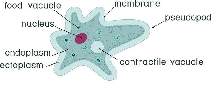Why do Amoeba have Contractile Vacuoles?