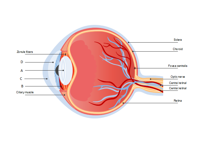 In the figure of the human eye, the cornea is represented by the letter ...