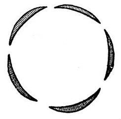 Twisted aestivation is found in a Malvaceae b Asteraceae class 11 ...