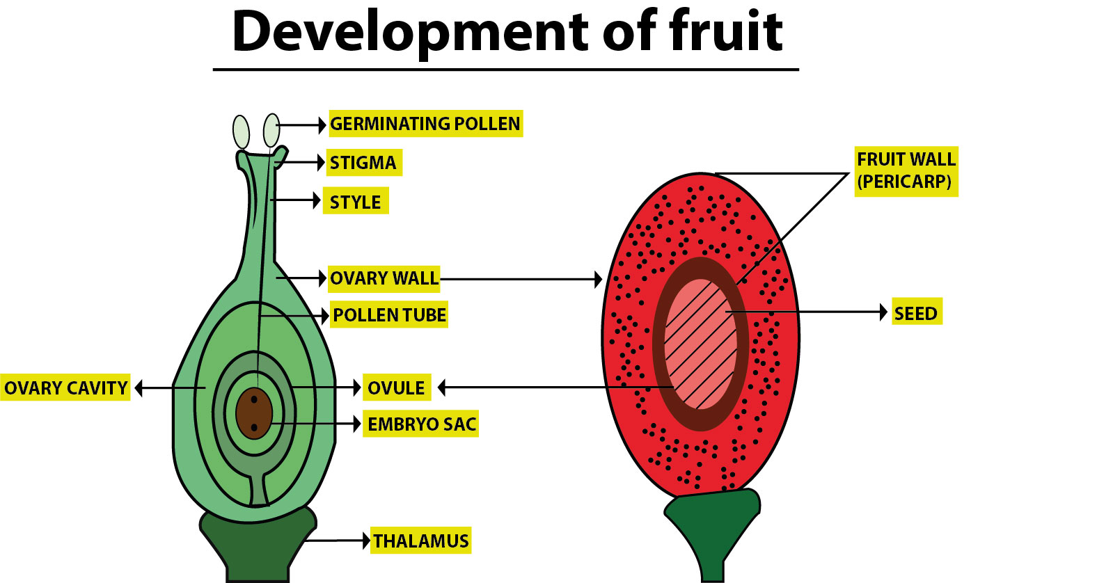 Which Part Of The Flower Changes Into Fruit a Stamen b Pistil c Ovary 