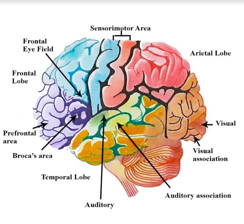 What Are The Functions Of The Cerebrum Cerebellum And Medulla Oblongata What Are The Functions Of The Cerebrum Cerebellum And Medulla Oblongata