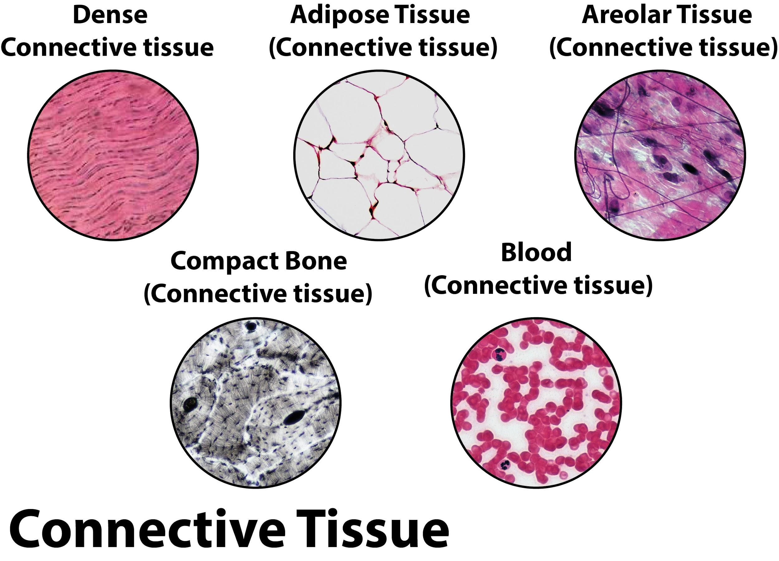 Connective Tissue Types Connective Tissue Types