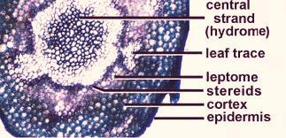 Leptome is used for?(a) Phloem(b) Xylem(c) Fibers(d) Parenchyma