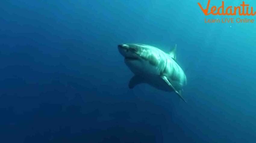 How Did Sharks Survive the Dinosaur Extinction? Click To Find the Answer