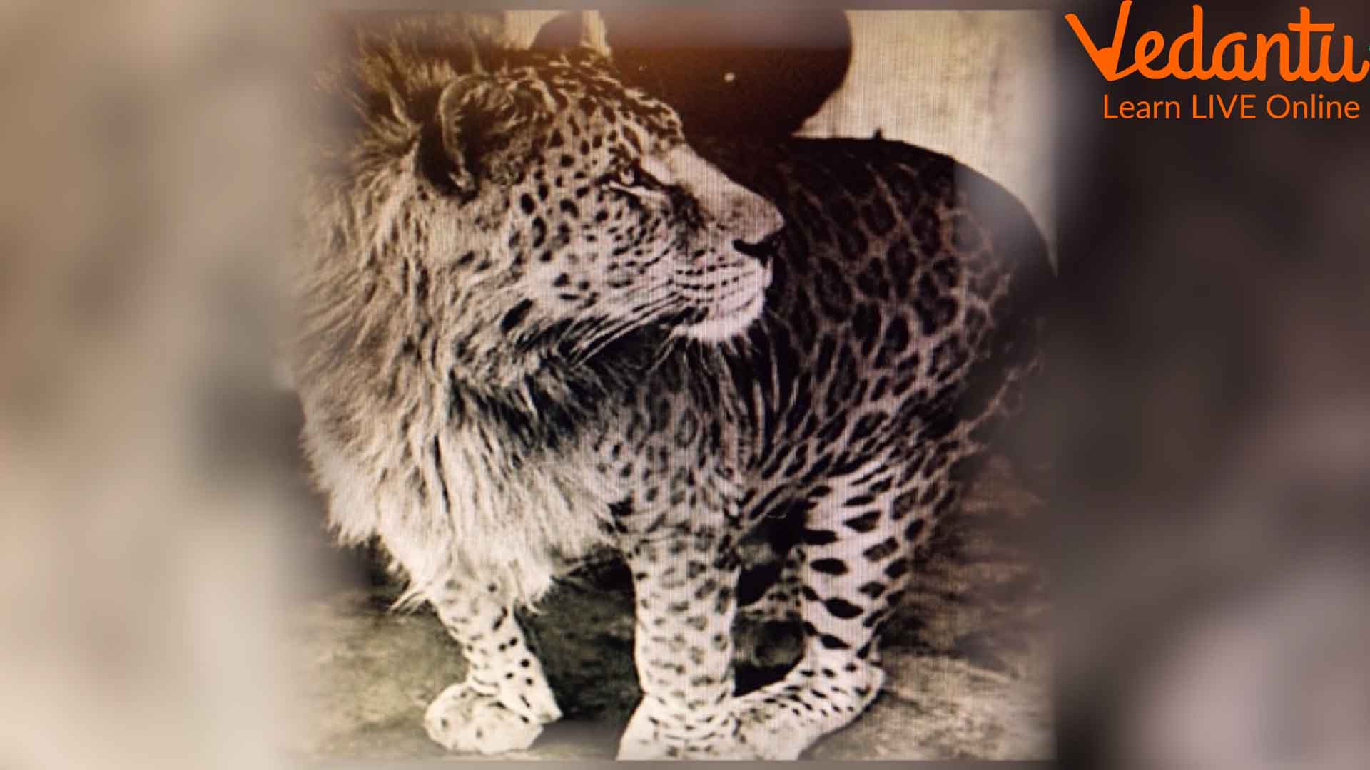 The Existence of Hybrid Animals We Find Among Us