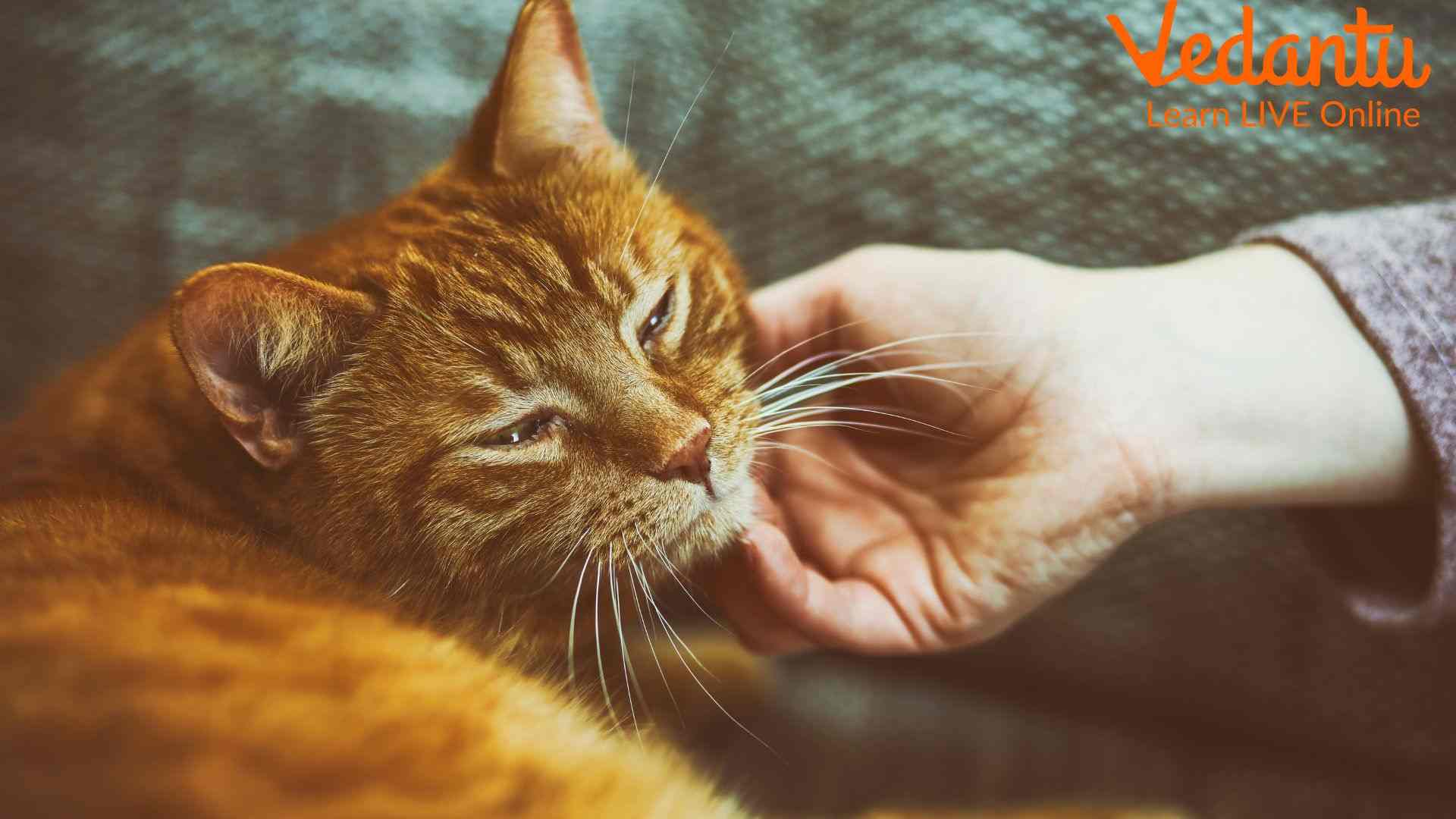 What Does It Mean When a Cat is Purring?