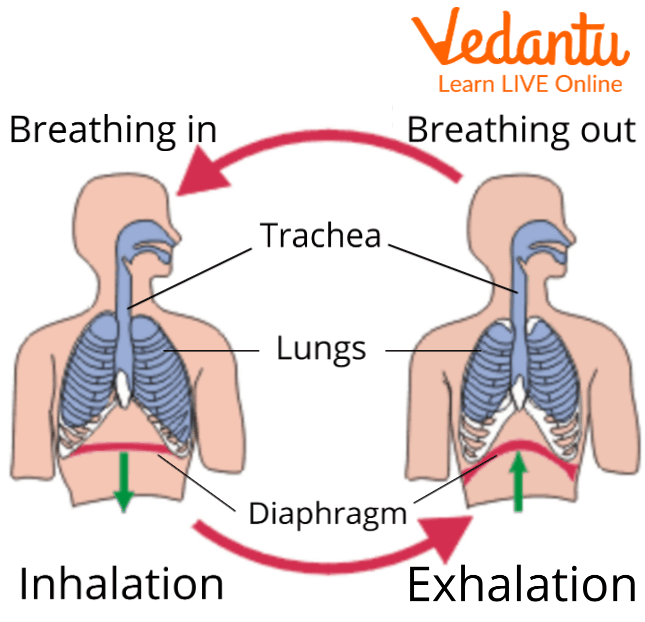 Lungs For Kids Working Functions Facts And FAQs Lungs For Kids Working Functions Facts And FAQs
