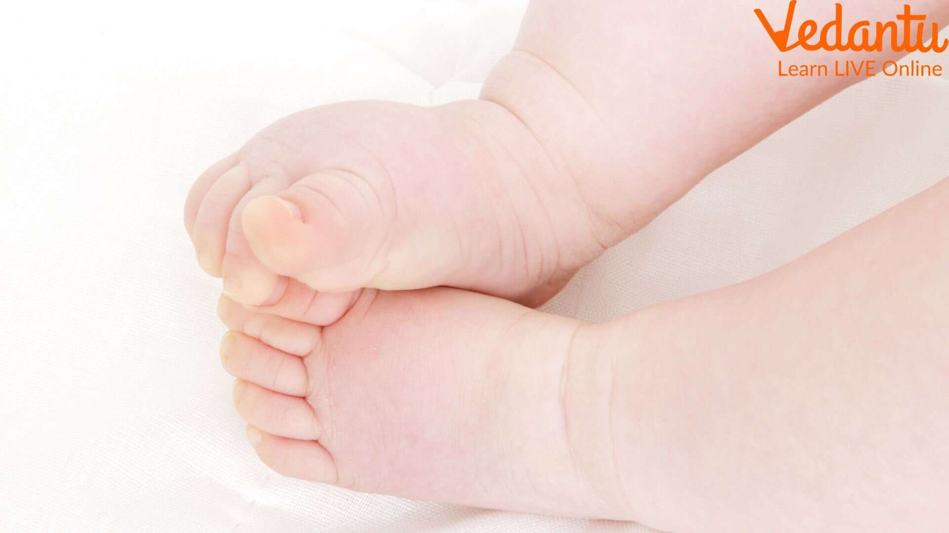 Toes On Foot Names Cheap Sale Emergencydentistry