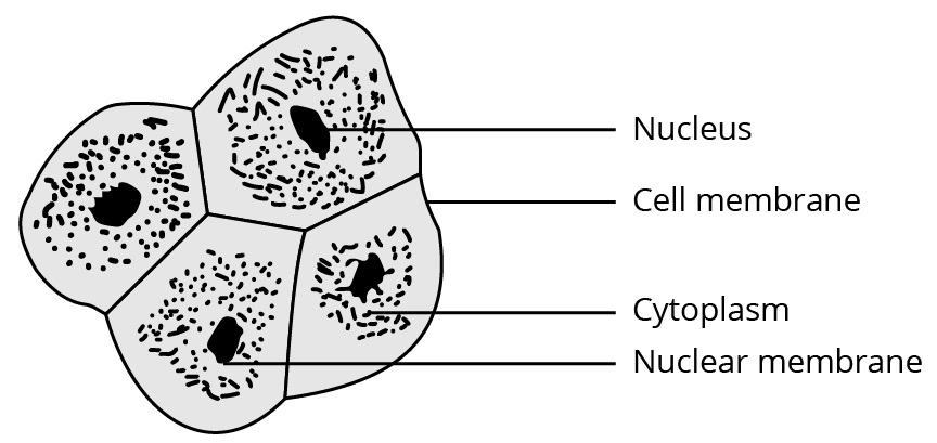 Important Questions for CBSE Class 8 Science Chapter-8 Cell - Structure ...